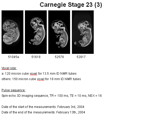 Carnegie Stage 23